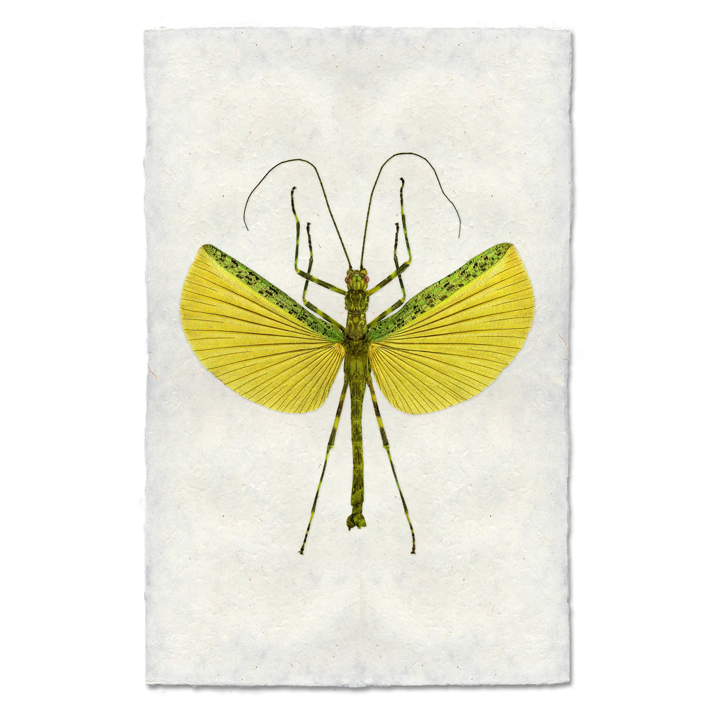 Lemon & Lime Stick Bug – Lichen or Knot Plant Company LLC
