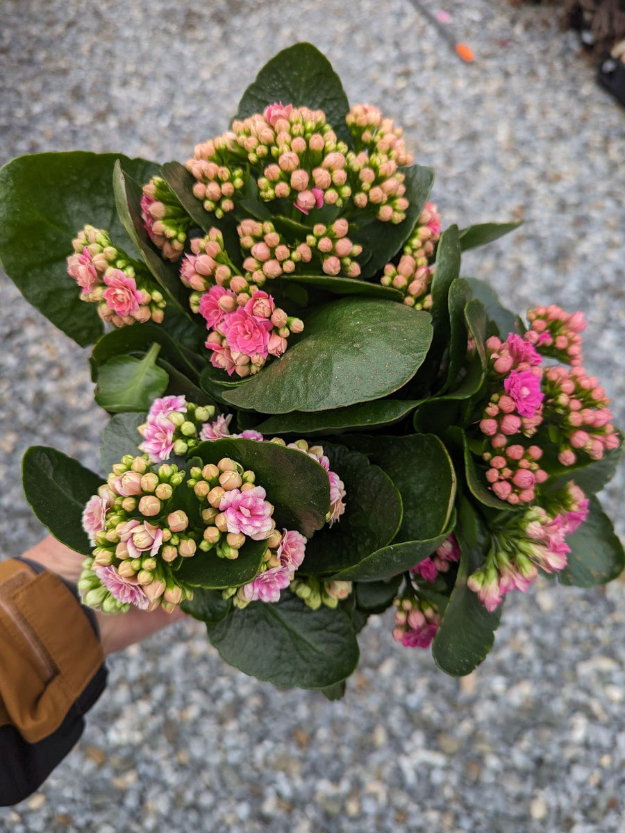 Calandiva - Assorted – Lichen or Knot Plant Company LLC