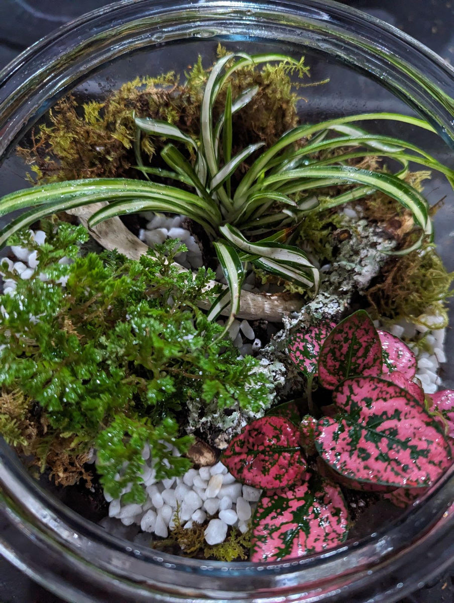 Terrarium Building Classroom | February 27, 2026 – Lichen or Knot Plant ...