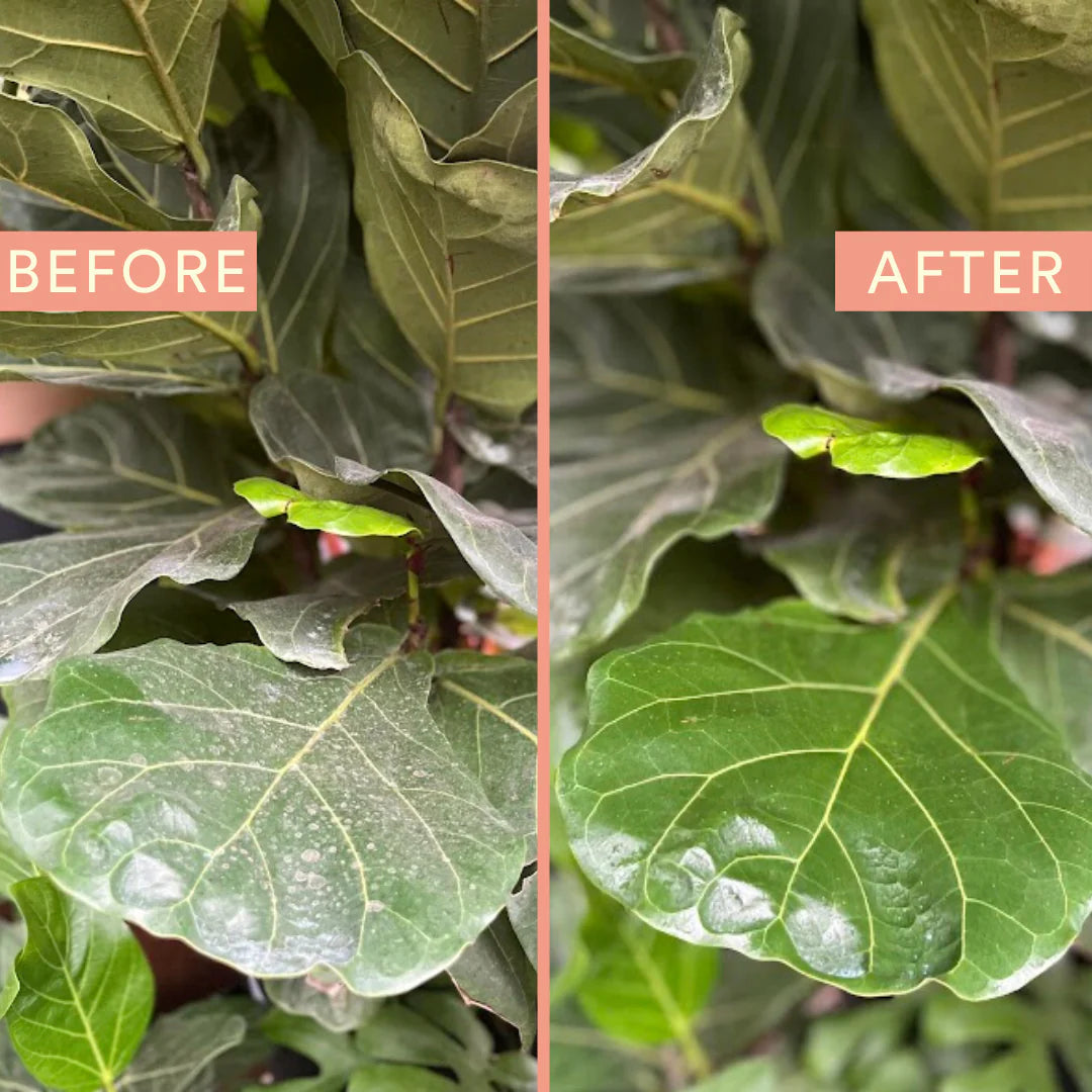 Protect Spray with Neem 17 fl oz – Lichen or Knot Plant Company LLC