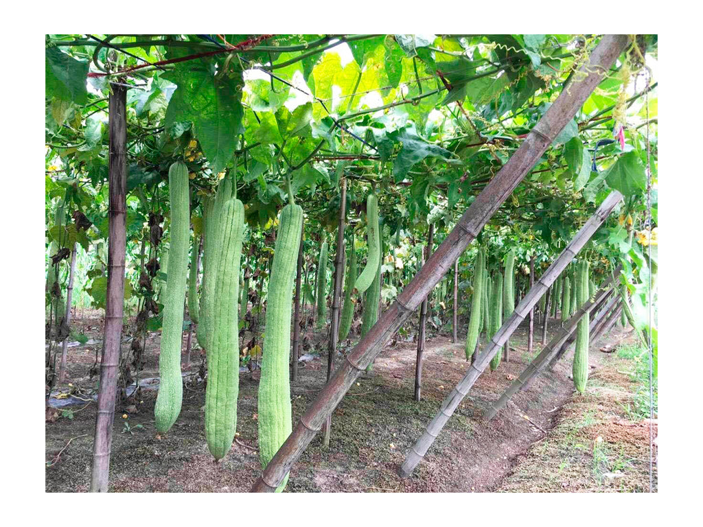 Loofah Cucumber – Lichen or Knot Plant Company LLC