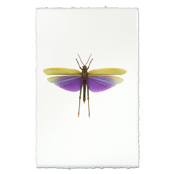 Purple Grasshopper – Lichen or Knot Plant Company LLC