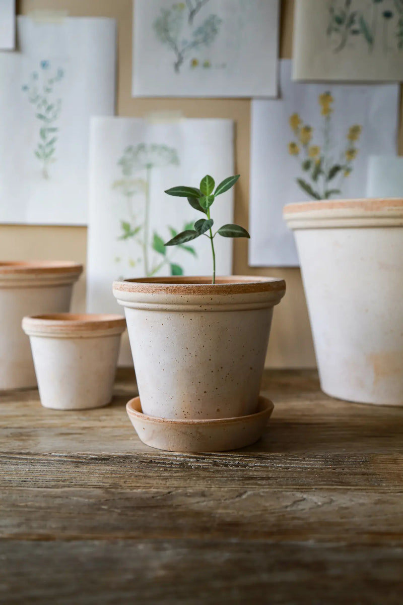 Flora Pot | 6" – Lichen or Knot Plant Company LLC