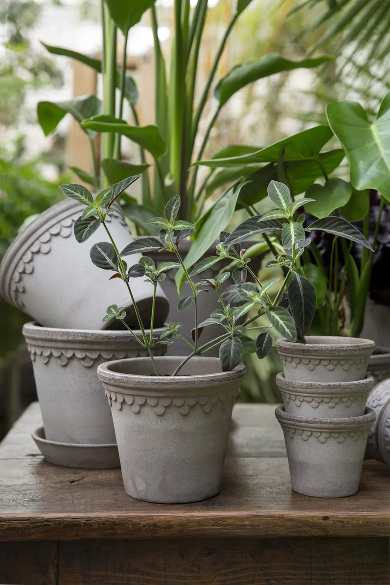 The Castle Pot | 6" or 16cm – Lichen or Knot Plant Company LLC
