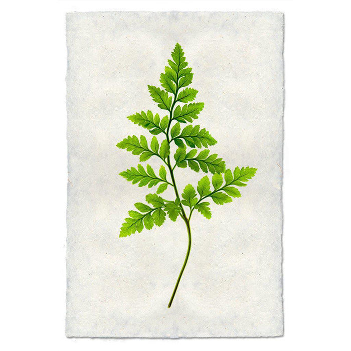 Fern #6 – Lichen or Knot Plant Company LLC