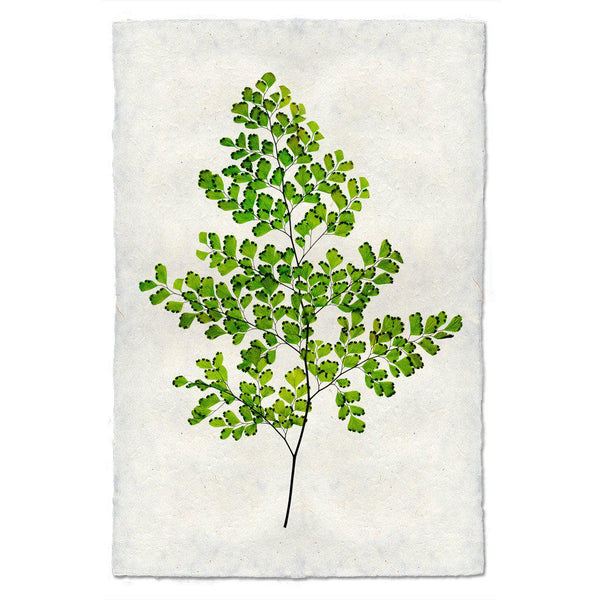 Fern #8 – Lichen or Knot Plant Company LLC
